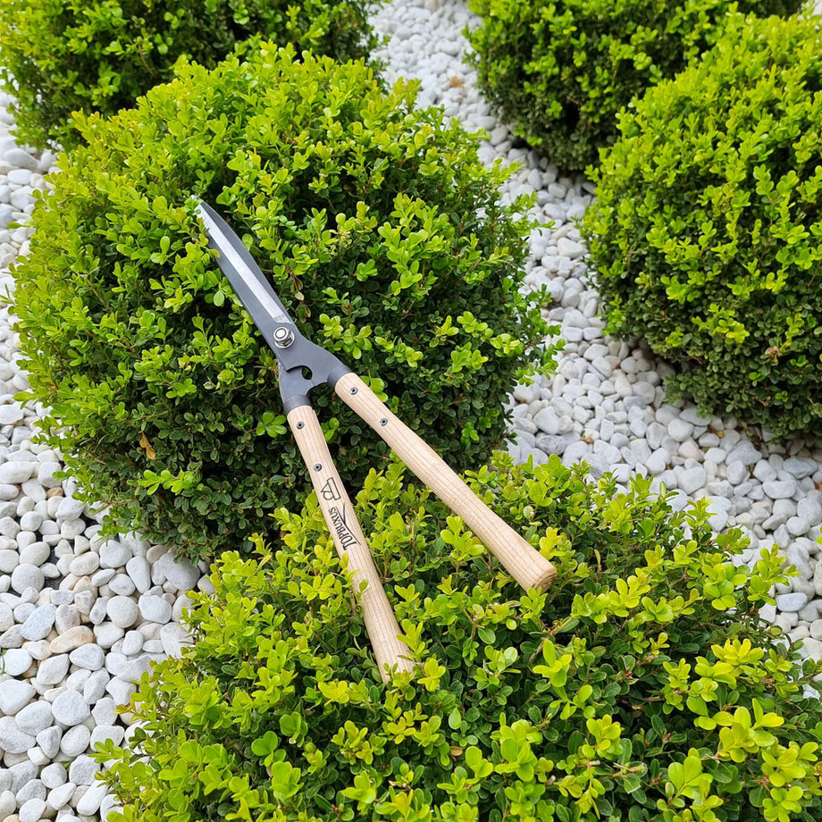 Box hedge clippers store